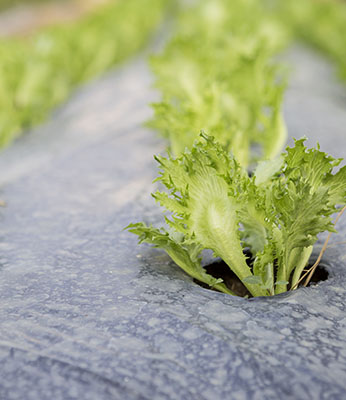 Polietileno de baja y alta densidad Lupolen® | Nexeo Plastics