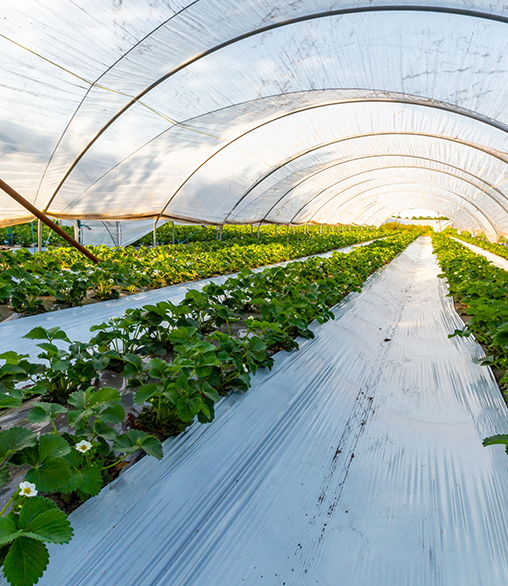 ecovio | Nexeo Plastics