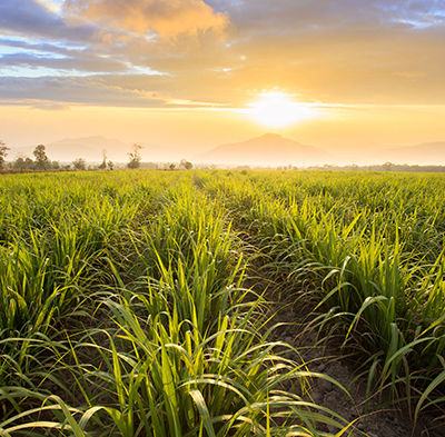 Bio-Based Resin | Nexeo Plastics